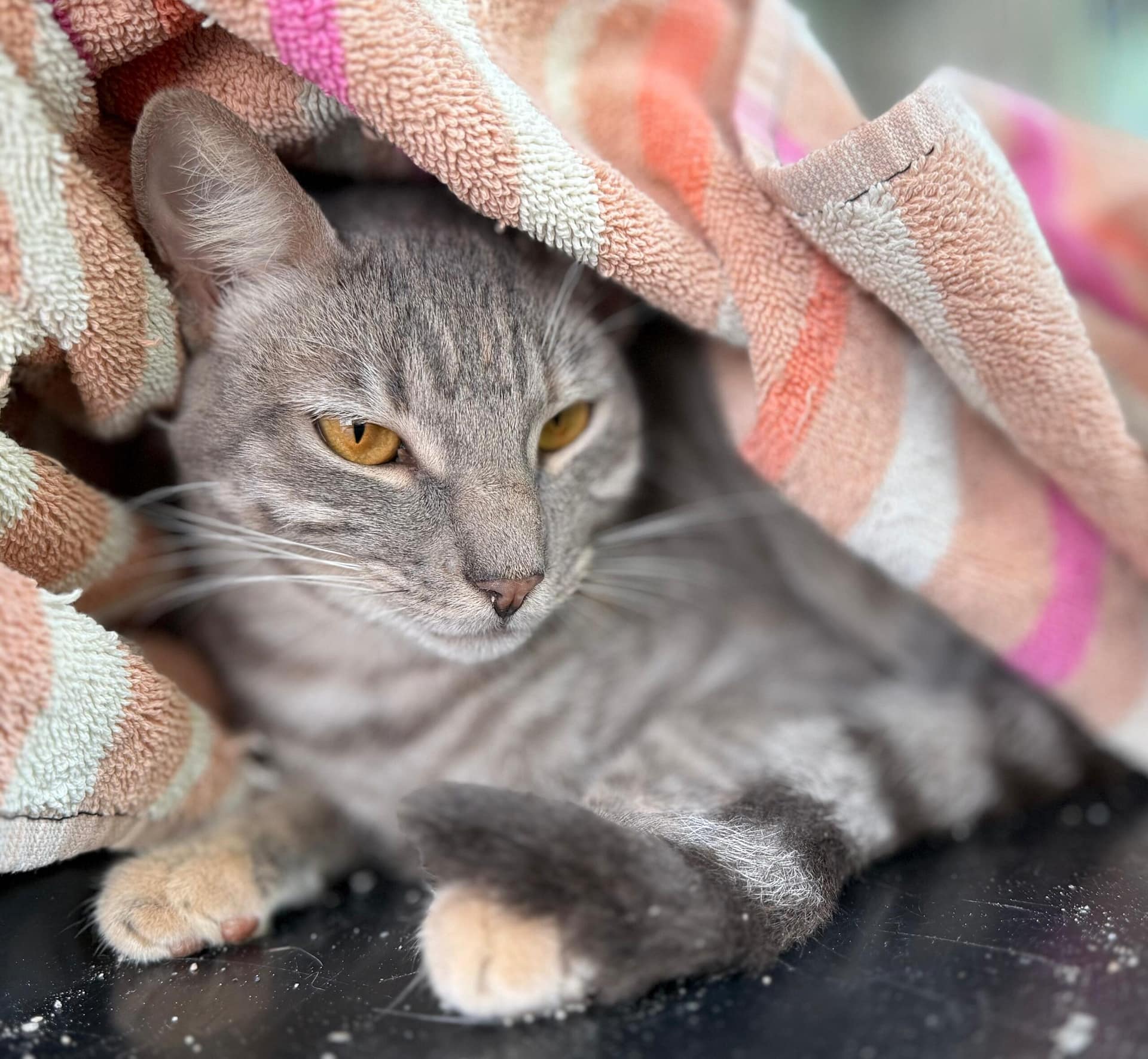 Candy… female – El Refugio Costa Ballena – Rescuing Dogs and Cats in ...