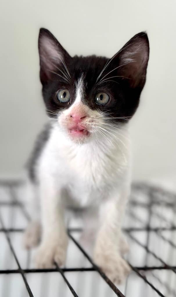 Astor... macho – El Refugio Costa Ballena – Rescatando perros y gatos ...